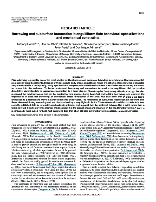 (PDF) Burrowing and subsurface locomotion in anguilliform fish ...