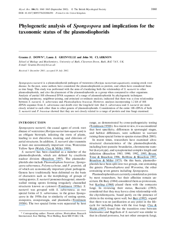 (PDF) Phylogenetic analysis of Spongospora and implications for the ...