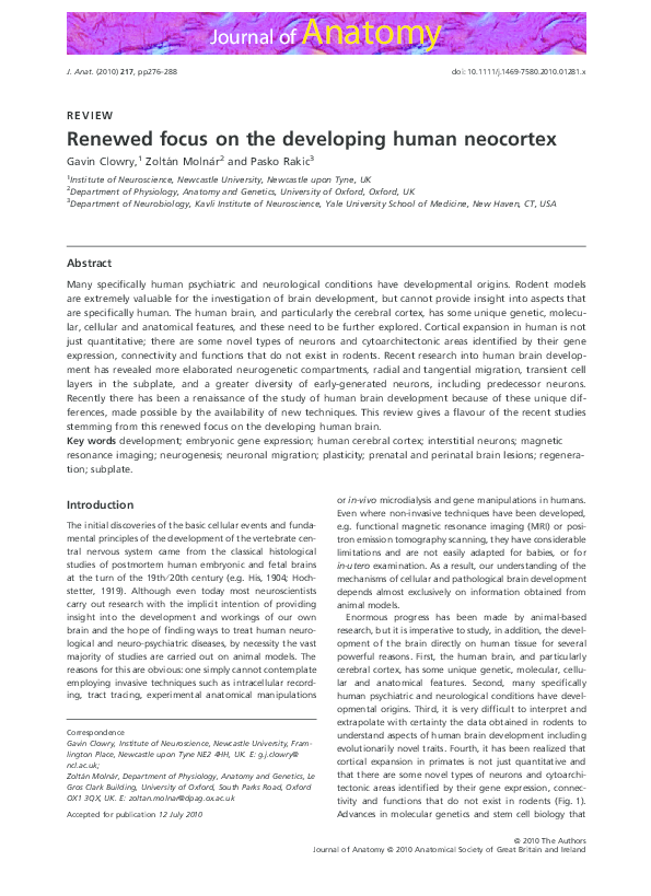 (PDF) Development of the human neocortex