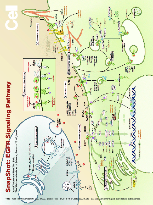 (PDF) SnapShot: EGFR Signaling Pathway
