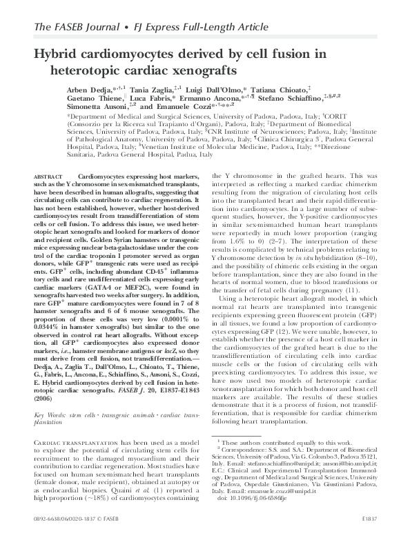 (PDF) Hybrid cardiomyocytes derived by cell fusion in heterotopic ...