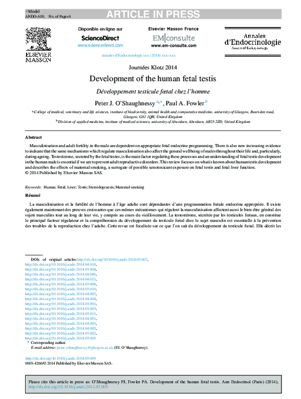 (PDF) Development of the Human Fetal Testis