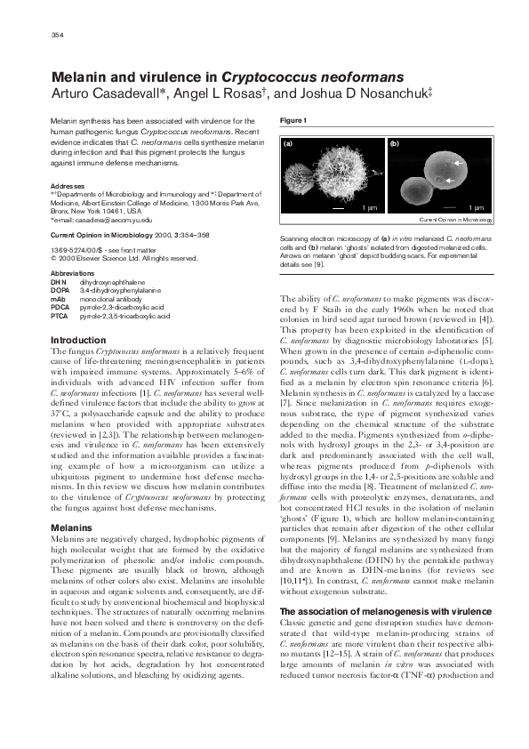 (PDF) Melanin and virulence in Cryptococcus neoformans