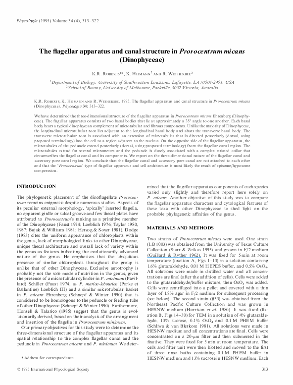 (PDF) The flagellar apparatus and canal structure in Prorocentrum ...