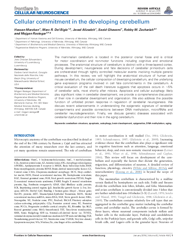 Pdf Cellular Commitment In The Developing Cerebellum