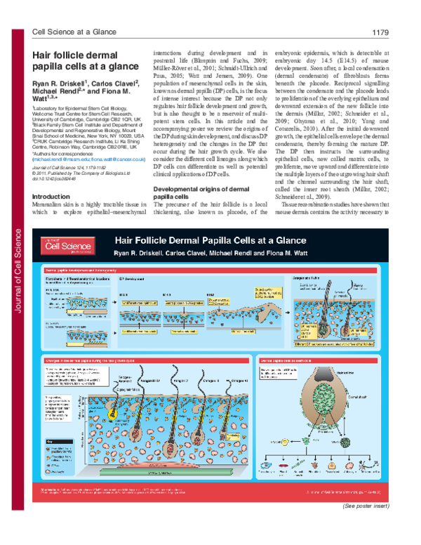 (PDF) Hair follicle dermal papilla cells at a glance