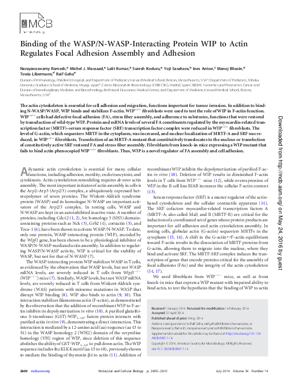 (PDF) Binding of the WASP/N-WASP interacting protein WIP to actin ...