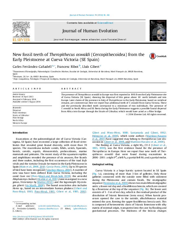 (PDF) New fossil teeth of Theropithecus oswaldi (Cercopithecoidea) from ...
