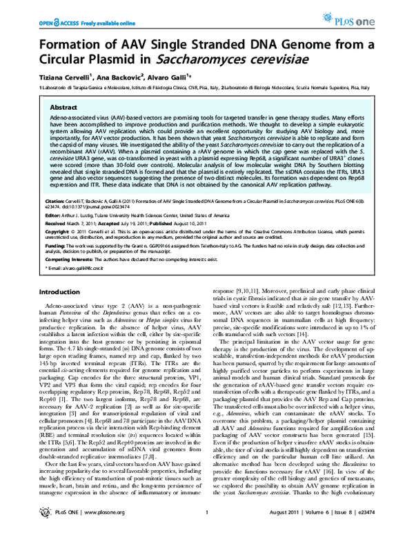 (PDF) Formation of AAV Single Stranded DNA Genome from a Circular Plasmid in Saccharomyces ...