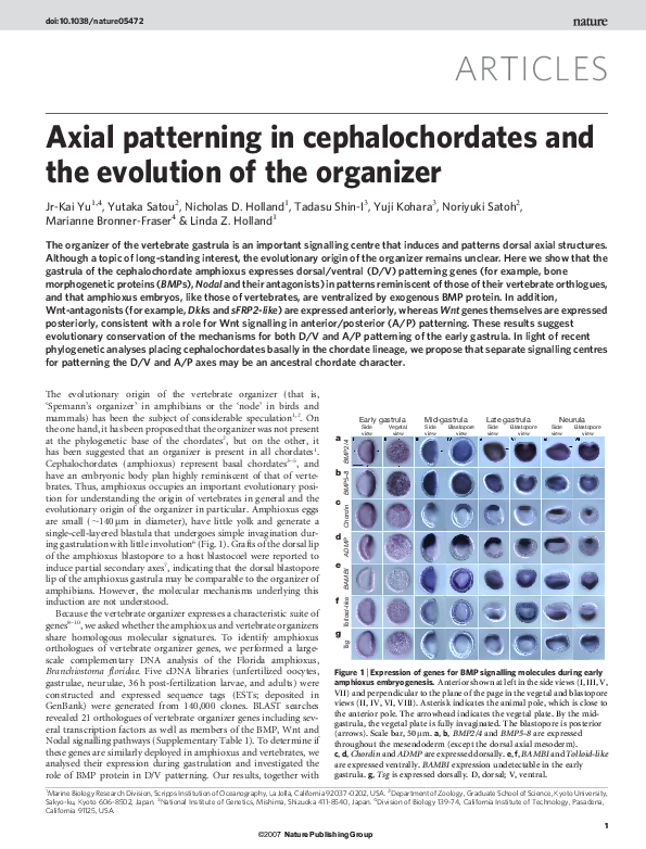 (PDF) Axial patterning in cephalochordates and the evolution of the ...