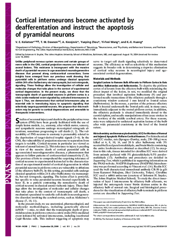 (PDF) Cortical interneurons become activated by deafferentation and ...