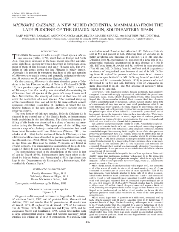 (PDF) Micromys Caesaris, A New Murid (Rodentia, Mammalia) from the Late ...