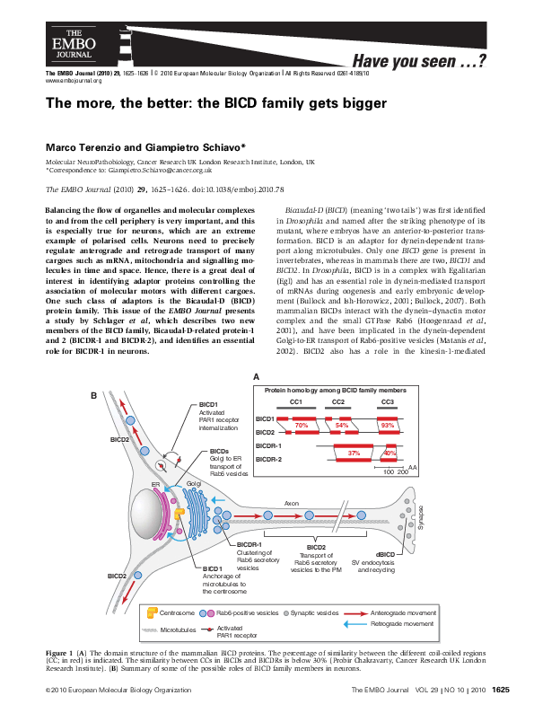 (PDF) The more, the better: the BICD family gets bigger