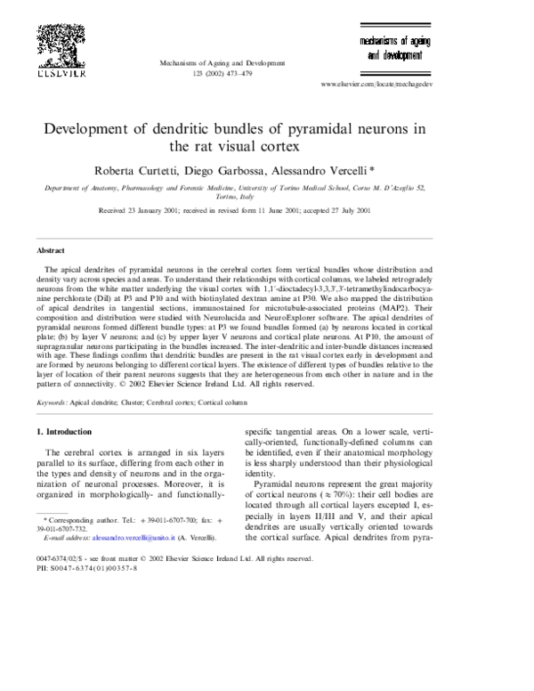 (PDF) Development of dendritic bundles of pyramidal neurons in the rat ...