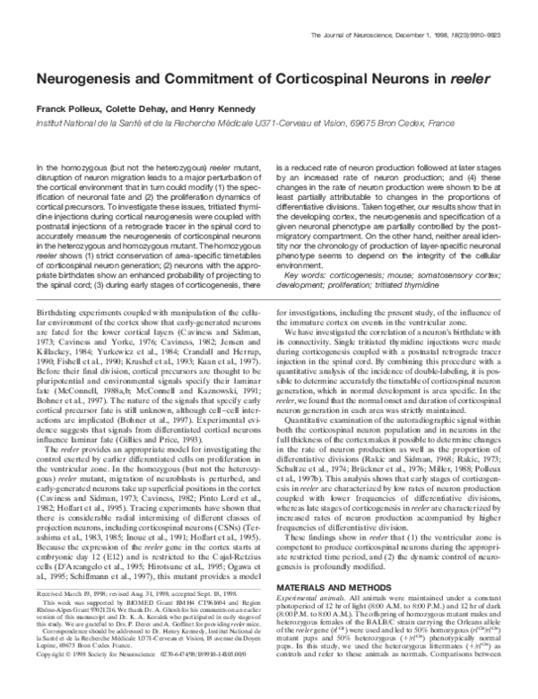 (PDF) Neurogenesis and commitment of corticospinal neurons in reeler
