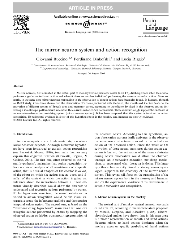 (PDF) The mirror neuron system and action recognition
