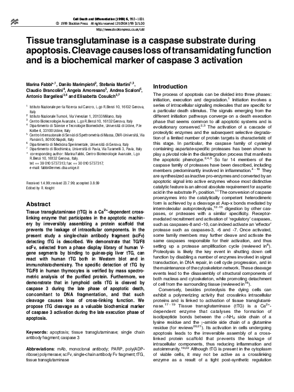 (PDF) Tissue transglutaminase is a caspase substrate during apoptosis ...