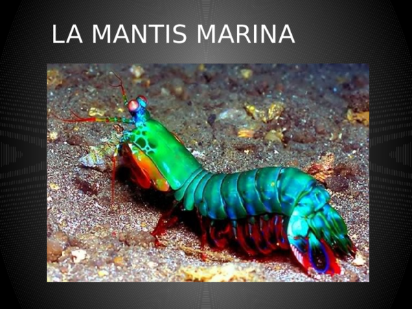 (PPT) LA MANTIS MARINA