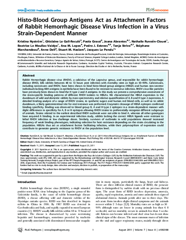 (PDF) Histo-Blood Group Antigens Act as Attachment Factors of Rabbit Hemorrhagic Disease Virus ...