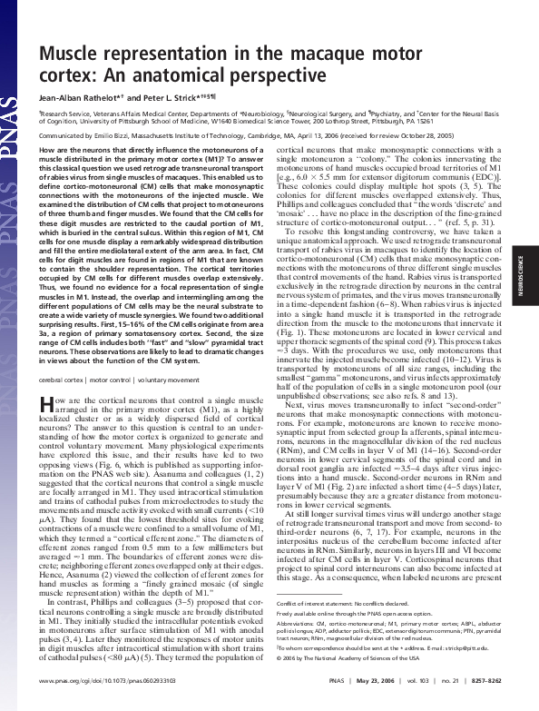(PDF) Muscle representation in the macaque motor cortex: An anatomical ...