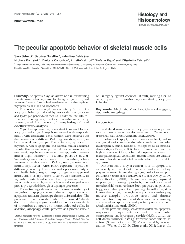 (PDF) The peculiar apoptotic behavior of skeletal muscle cells