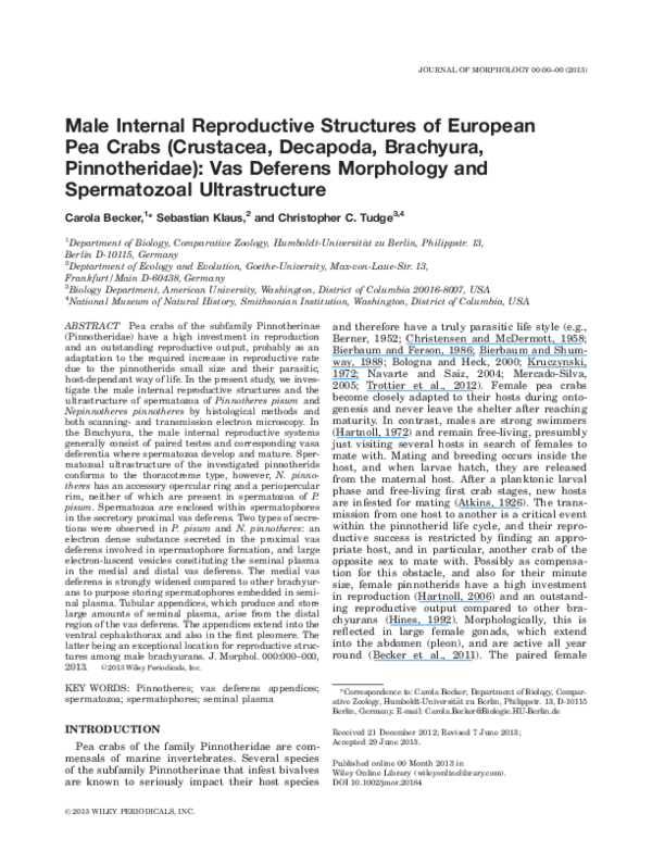 (PDF) Male internal reproductive structures of european pea crabs ...