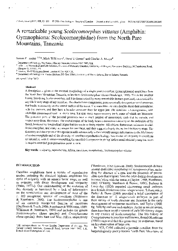 (PDF) A remarkable young Scolecomorphus vittatus (Amphibia: Gymnophiona ...