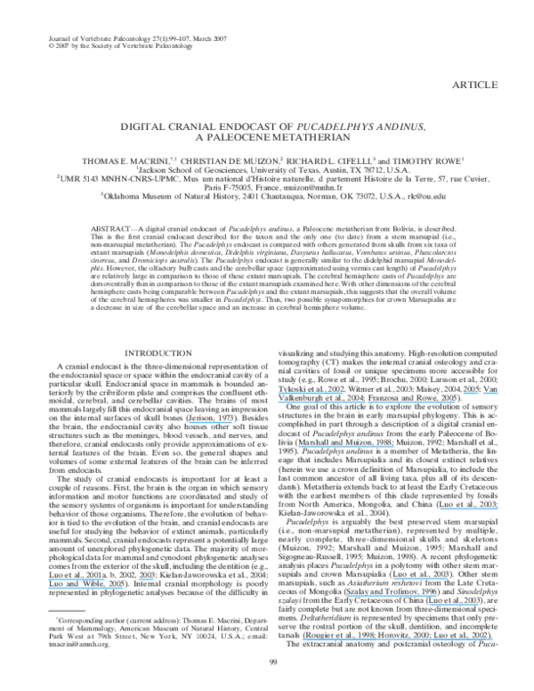 (PDF) Digital cranial endocast of Pucadelphys andinus, a Paleocene ...