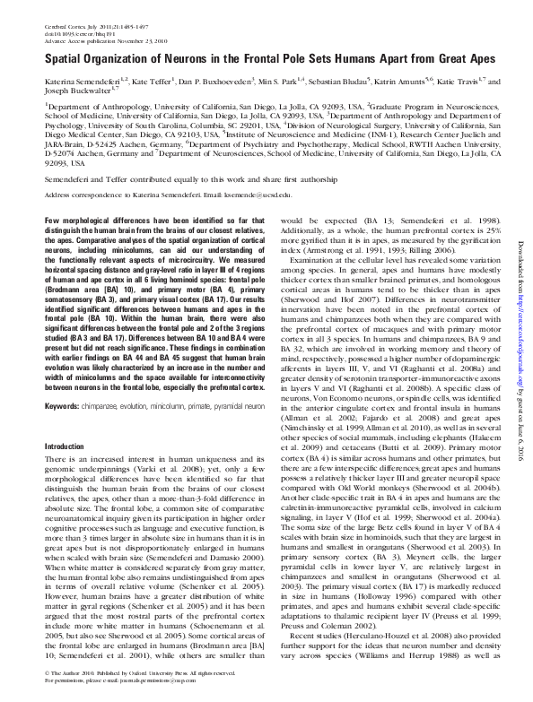 (PDF) Spatial organization of neurons in the frontal pole sets humans ...