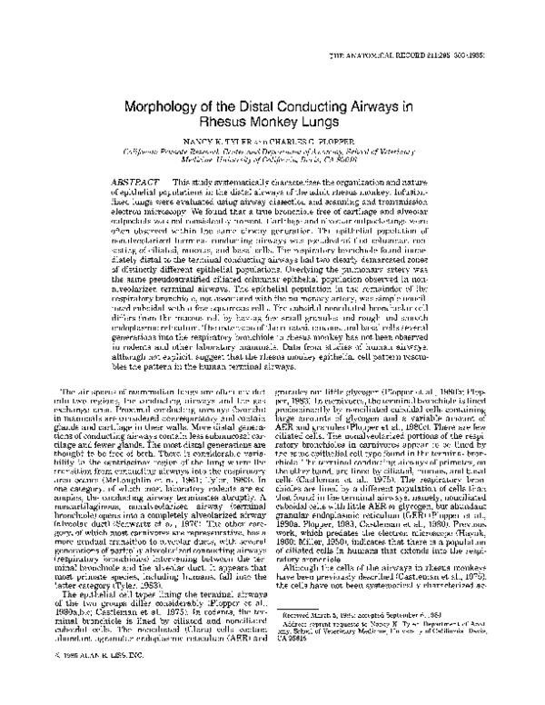 (PDF) Morphology of the distal conducting airways in rhesus monkey lungs