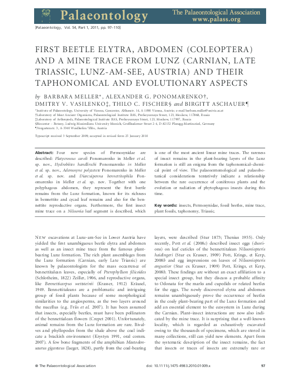 (PDF) First beetle elytra, abdomen (Coleoptera) and a mine trace from ...