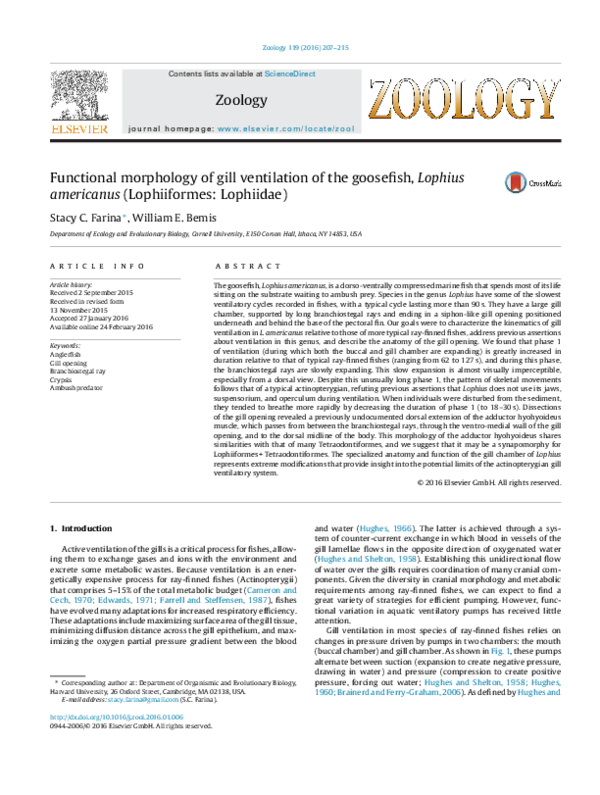(PDF) Functional morphology of gill ventilation of the goosefish ...