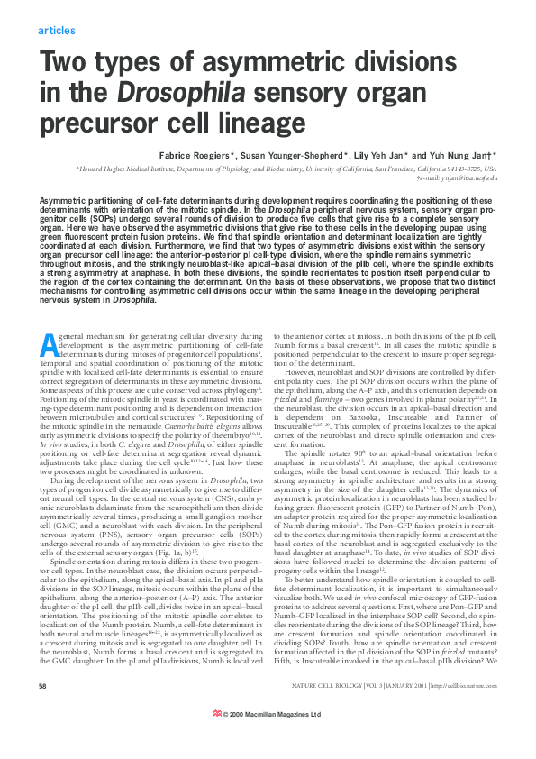 (PDF) Two types of asymmetric divisions in the Drosophila sensory organ ...