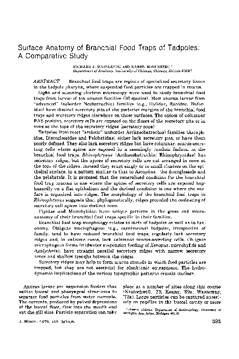 (PDF) Surface anatomy of branchial food traps of tadpoles: A ...