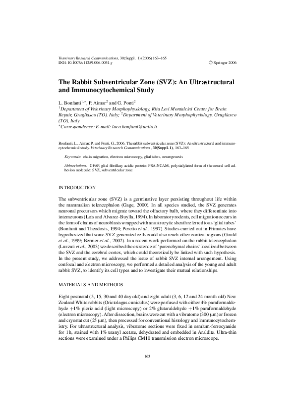 (PDF) The Rabbit Subventricular Zone (SVZ): An Ultrastructural and Immunocytochemical Study