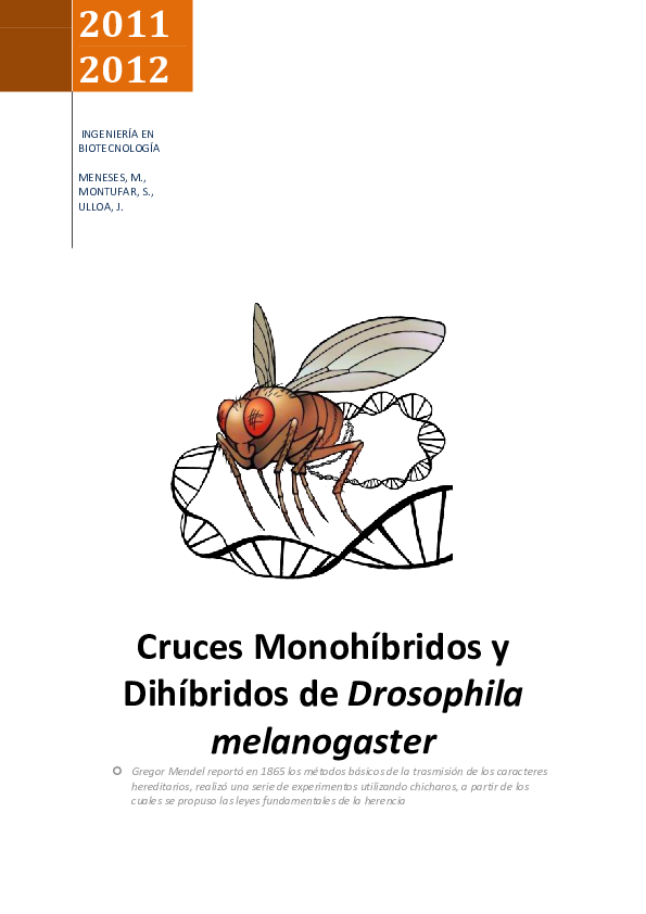 (PDF) Cruces Monohíbridos y Dihíbridos de Drosophila melanogaster