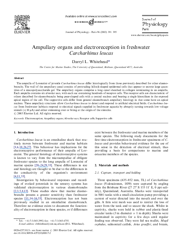 (PDF) Ampullary organs and electroreception in freshwater Carcharhinus ...