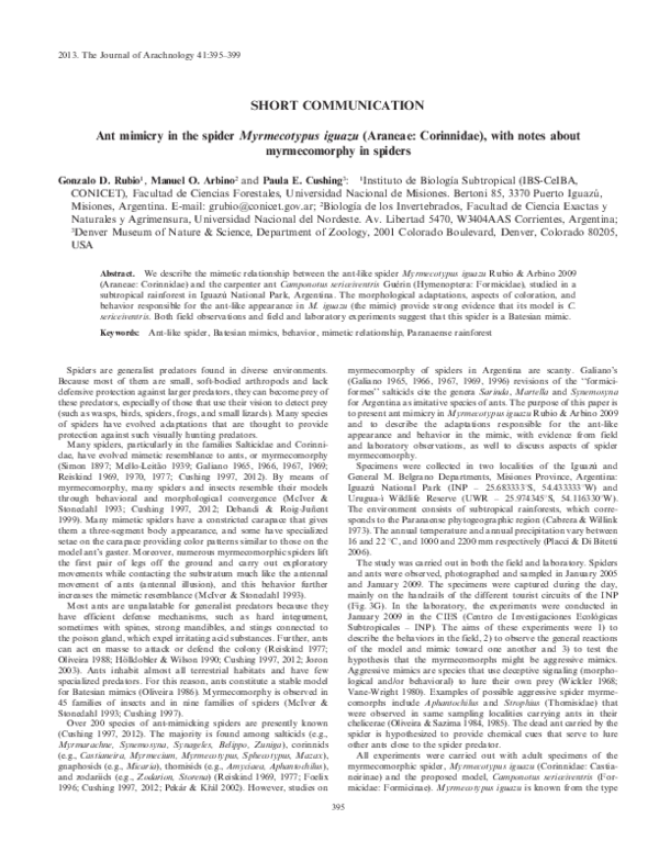 (PDF) Ant mimicry in the spider Myrmecotypus iguazu (Araneae ...