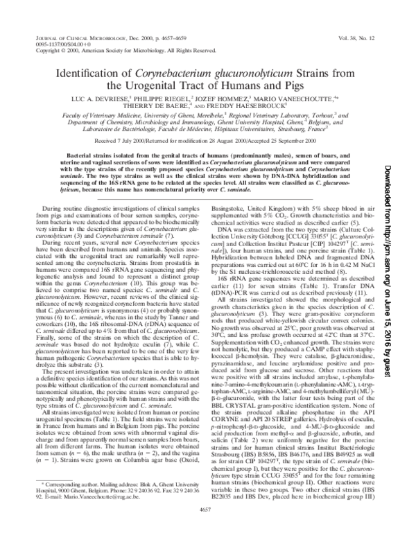 (PDF) Identification of Corynebacterium glucuronolyticum strains from ...