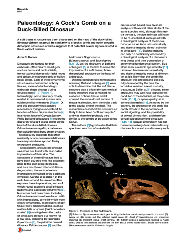 (PDF) Paleontology: A Cock’s Comb on a Duck-Billed Dinosaur
