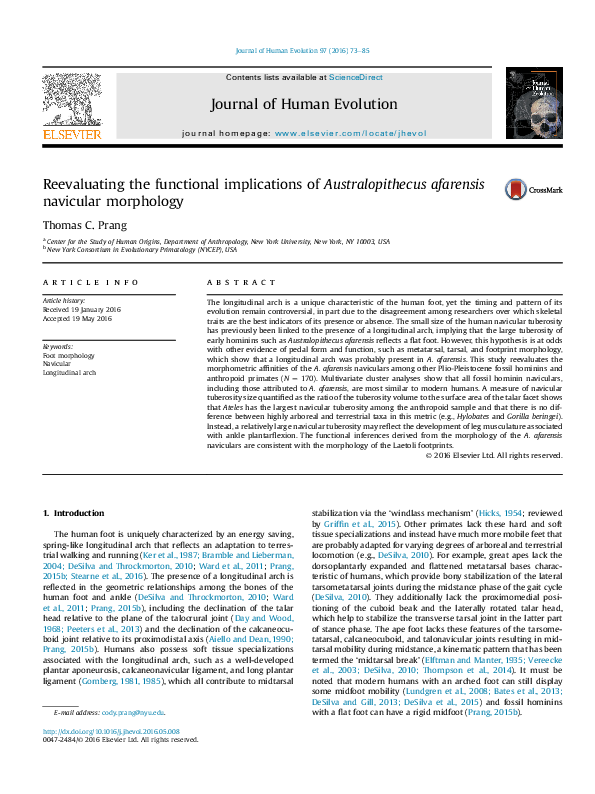 Reevaluating The Functional Implications Of Australopithecus Afarensis Navicular Morphology