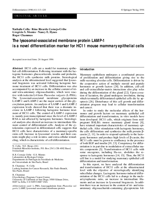 (PDF) The lysosomal-associated membrane protein LAMP-1 is a novel ...