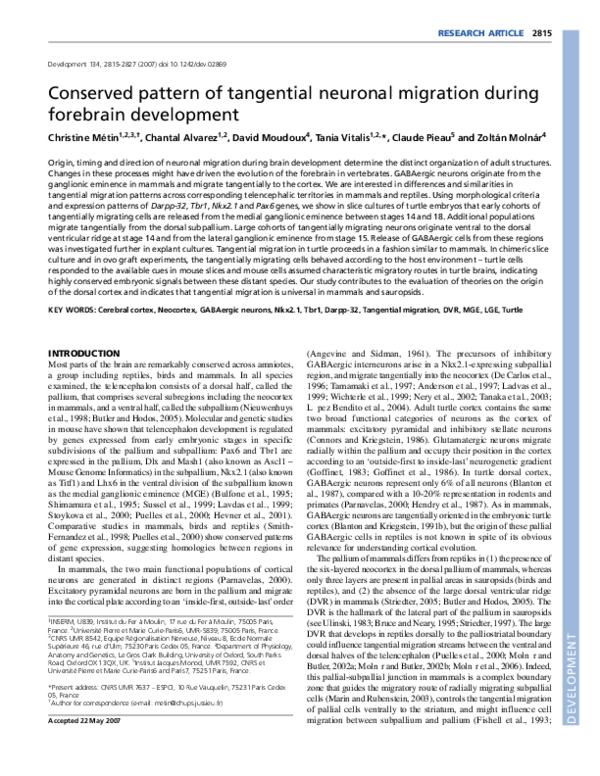 (PDF) Conserved pattern of tangential neuronal migration during ...