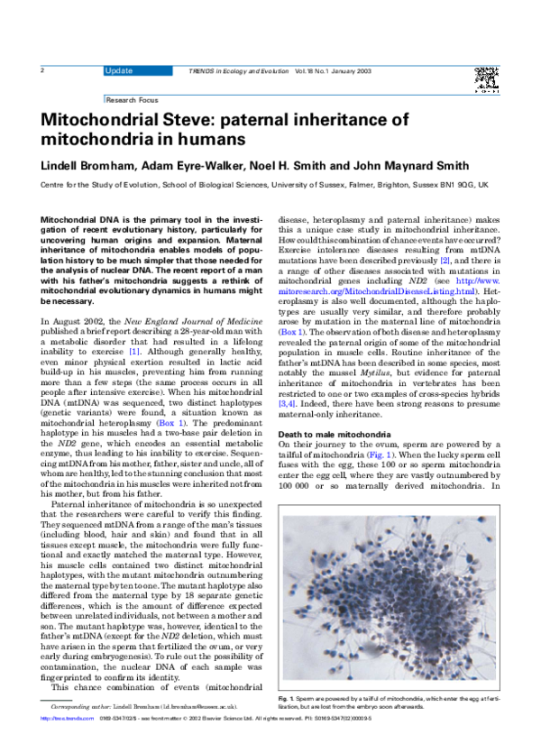 (PDF) Mitochondrial Steve: paternal inheritance of mitochondria in humans