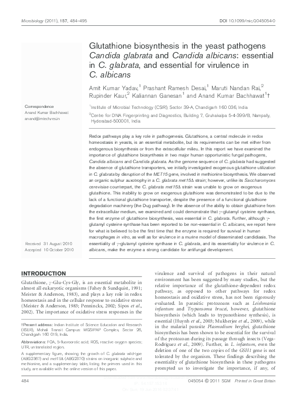 (PDF) Glutathione biosynthesis in the yeast pathogens Candida glabrata ...