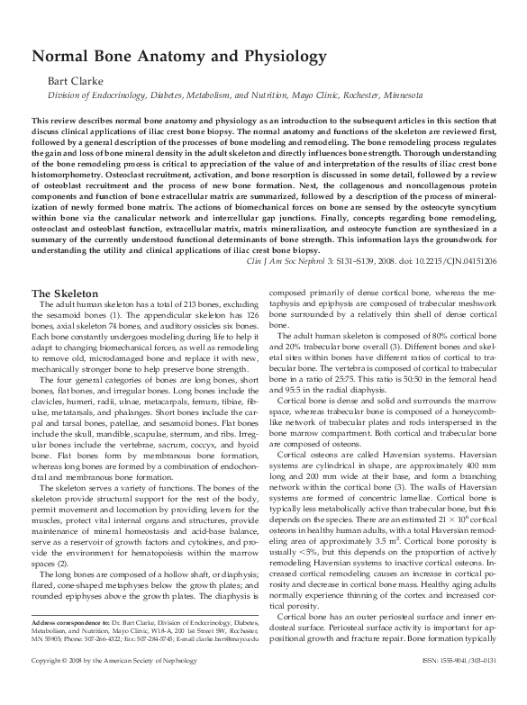 (PDF) Normal bone anatomy and physiology