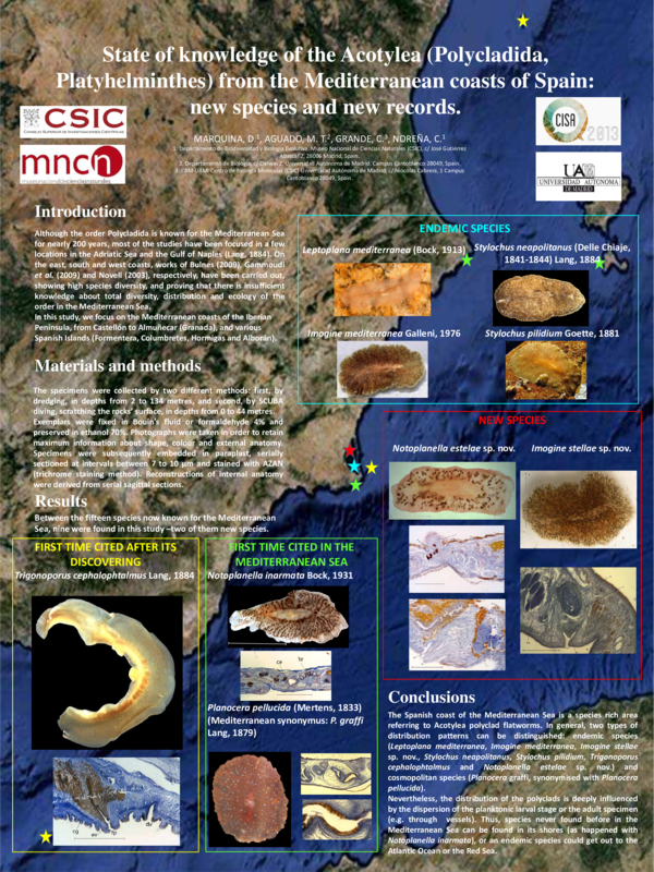 (PDF) State of knowledge of the Acotylea (Polycladida, Platyhelminthes ...