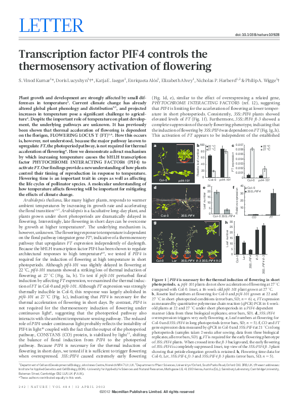 (PDF) Transcription factor PIF4 controls the thermosensory activation ...