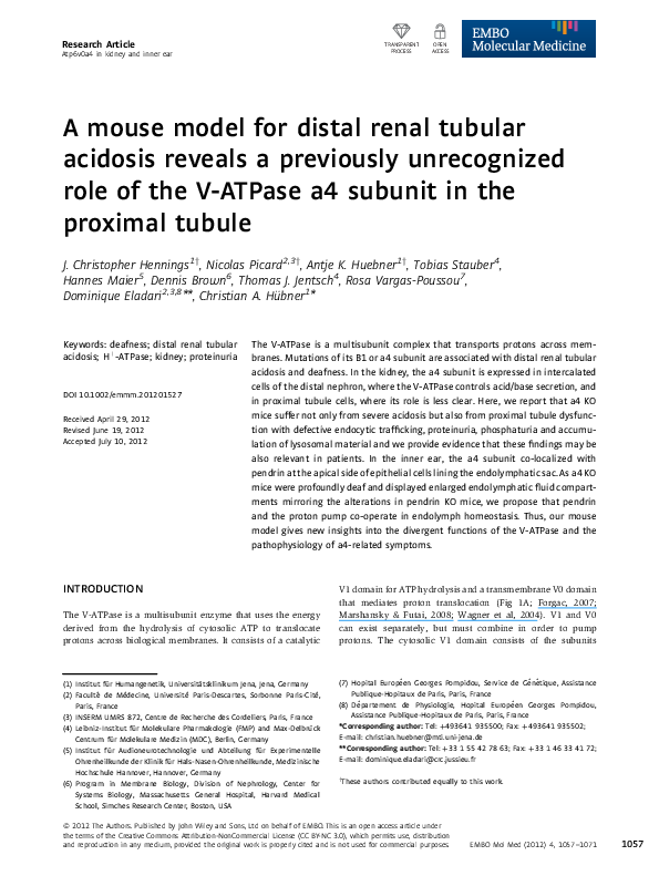 (PDF) A mouse model for distal renal tubular acidosis reveals a ...