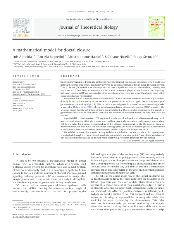 (PDF) A mathematical model for dorsal closure